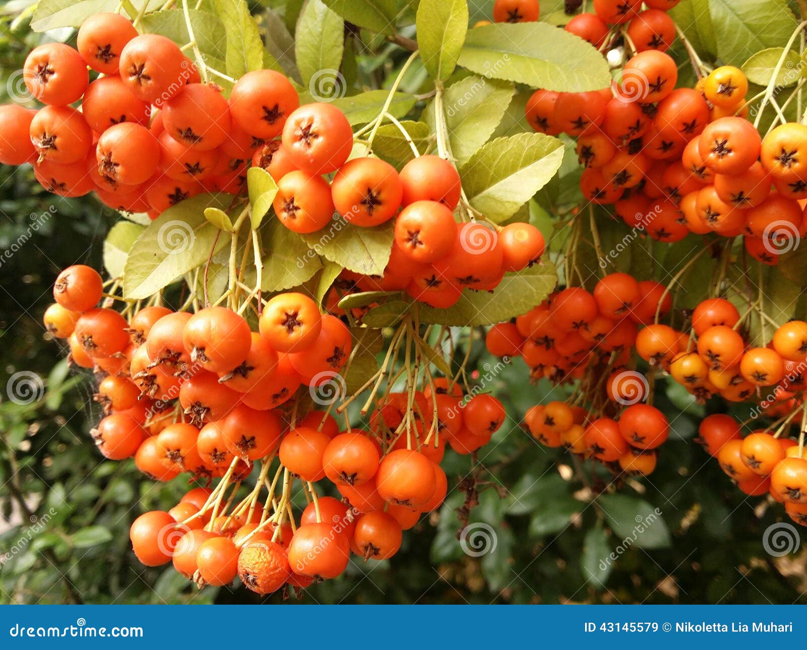 Orange berries stock image. Image of berries, bush, orange - 43145579