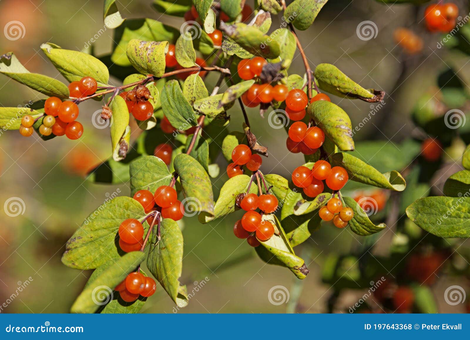 Orange Berries on Shrub of Unknown Variety Stock Photo - Image of color ...