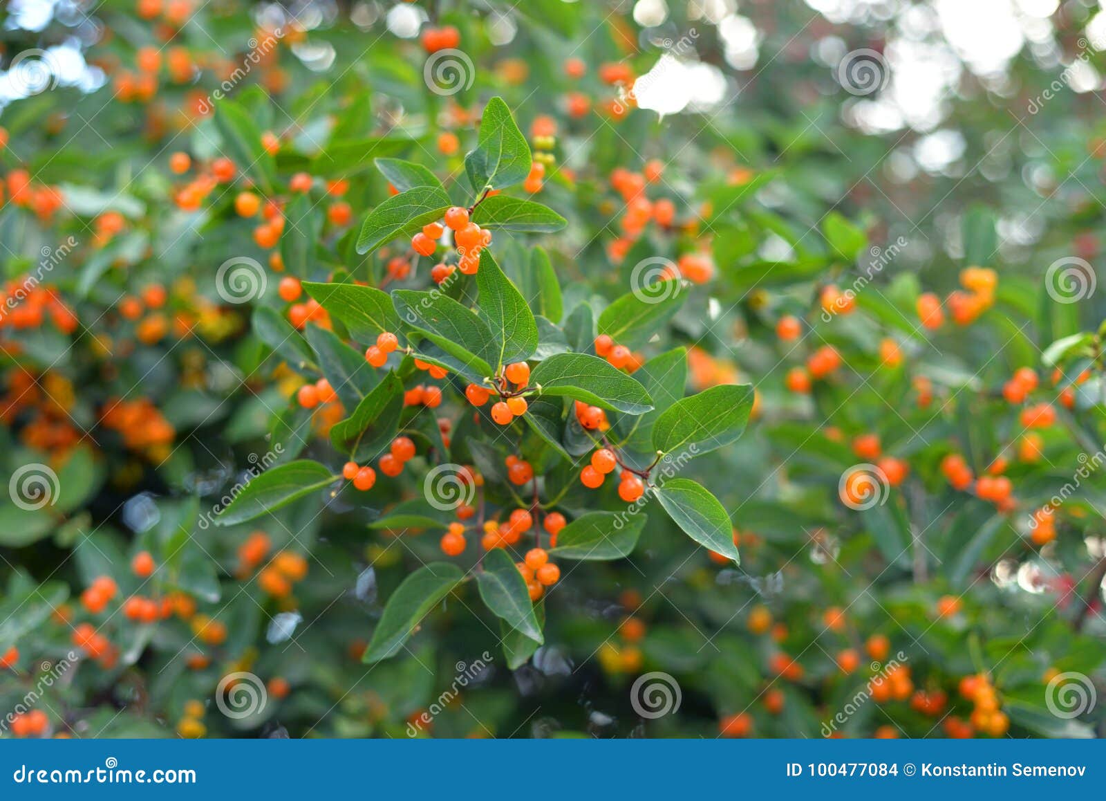 Orange berries on tree. stock photo. Image of botanical - 100477084