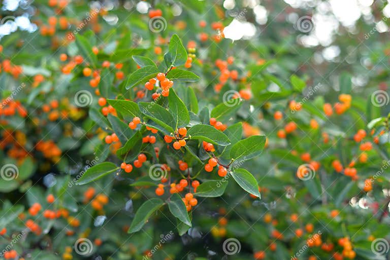 Orange berries on tree. stock photo. Image of botanical - 100477084