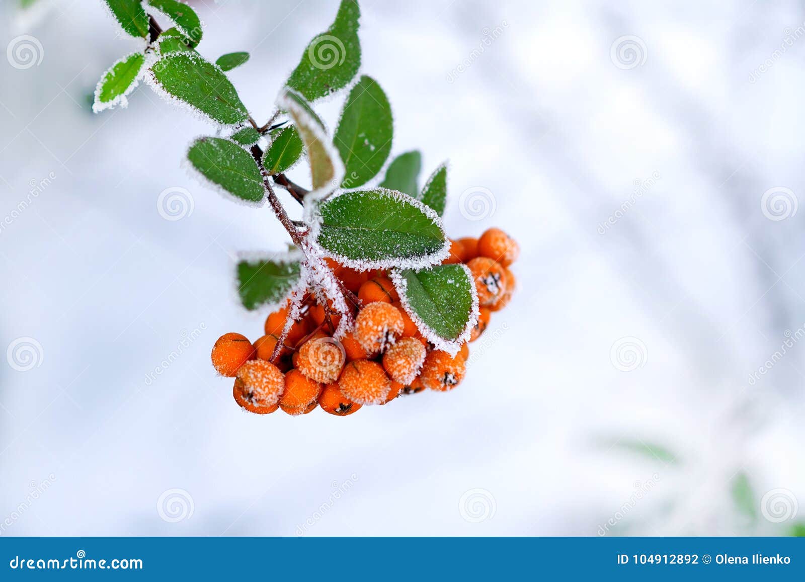 Orange berries in winter stock photo. Image of holiday - 104912892