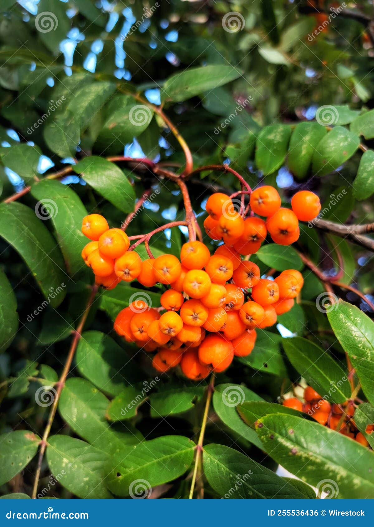 Orange Berry Fruit on the Tree Stock Photo - Image of tree, organic: 255536436