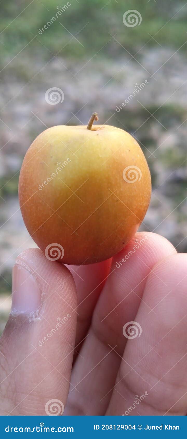 Orange Gum Berry Tree In India. Gumberry, Locally Known As Gunda Or ...