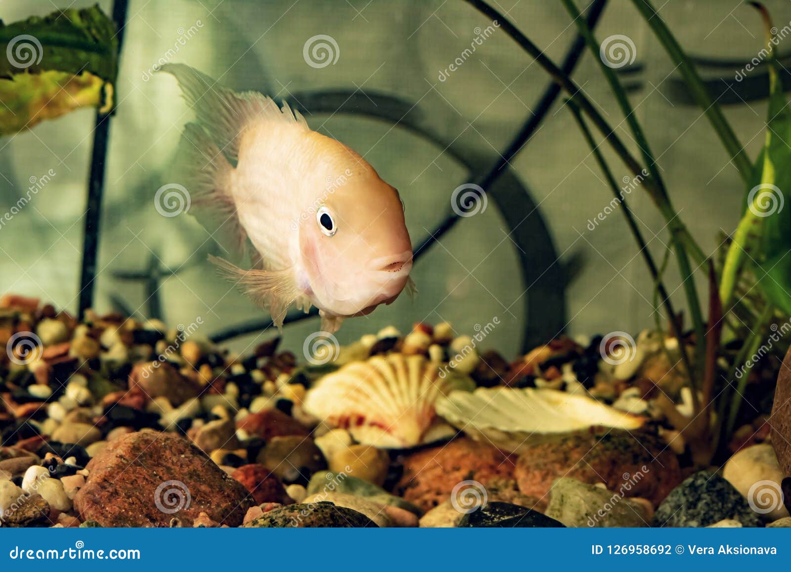 The Orange Big Fish in the Aquarium Stock Photo - Image of ocean ...