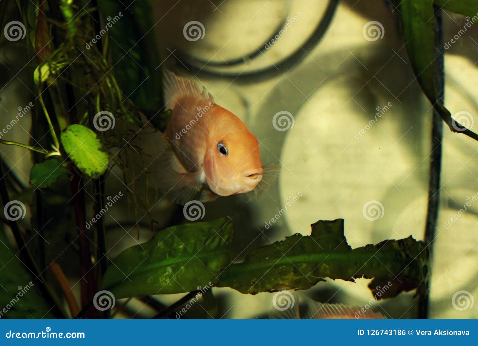 The Orange Big Fish in the Aquarium Stock Photo - Image of decor ...