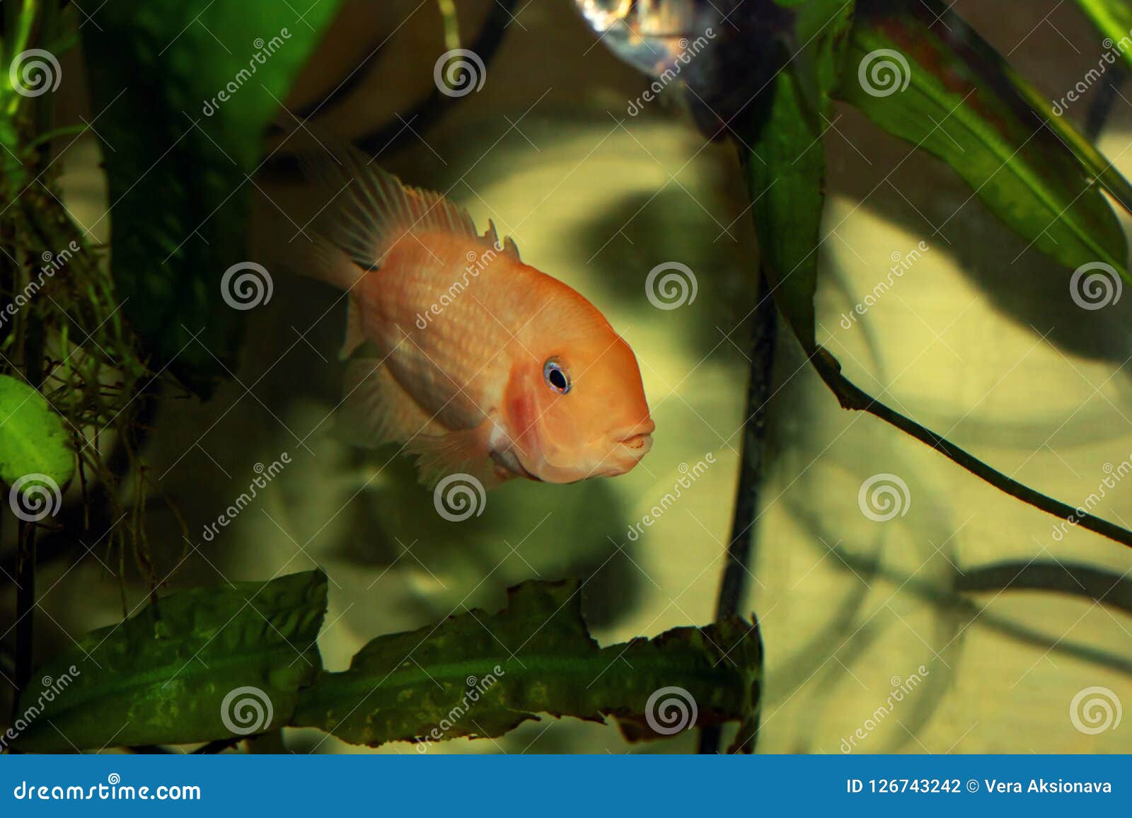 The Orange Big Fish in the Aquarium Stock Photo - Image of fish ...