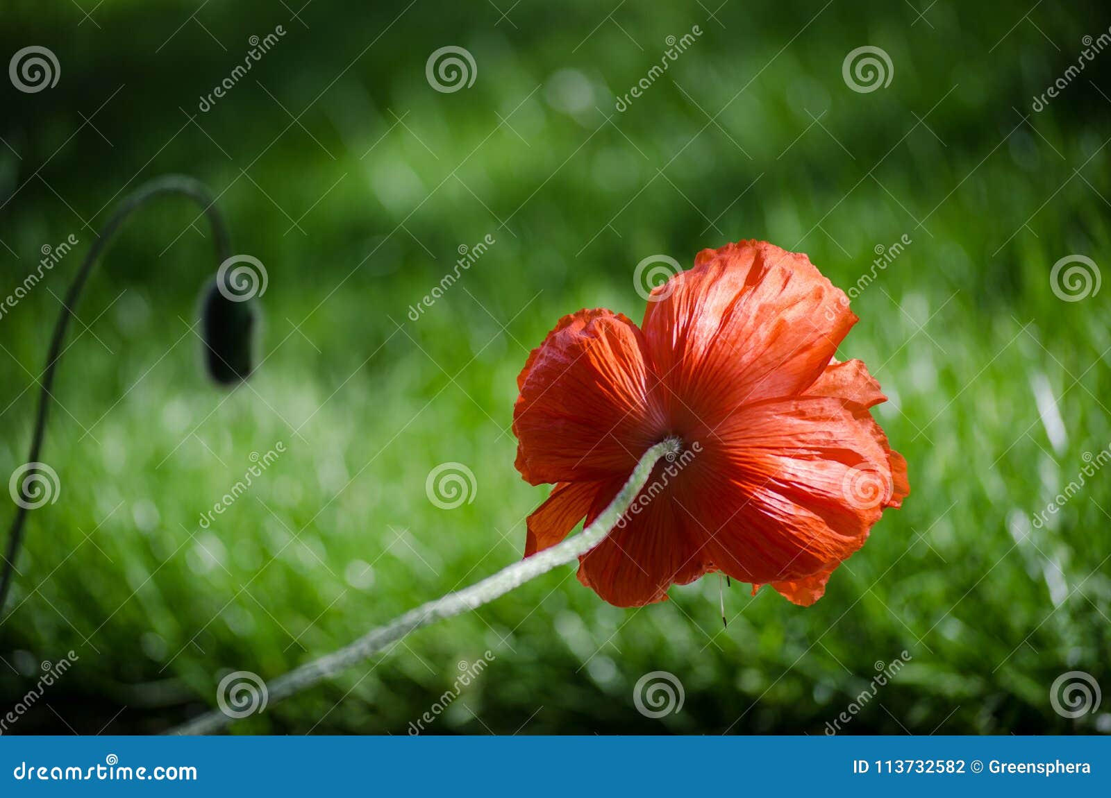 Orange Big Wild Poppy Flower Seen from Behind with Awesome Bokeh Effect ... Orange Big Wild Poppy Flower Seen from Behind with Awesome Bokeh Effect ...
