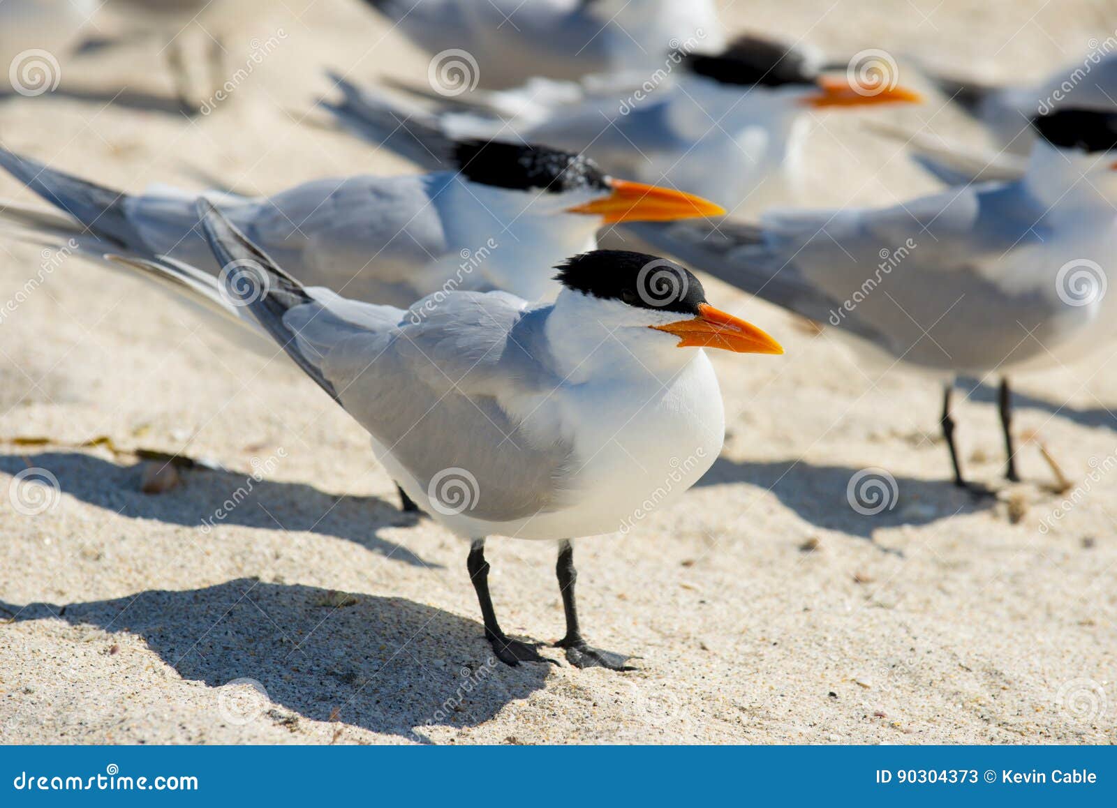 Orange bill seagulls stock image. Image of deep, bill - 90304373