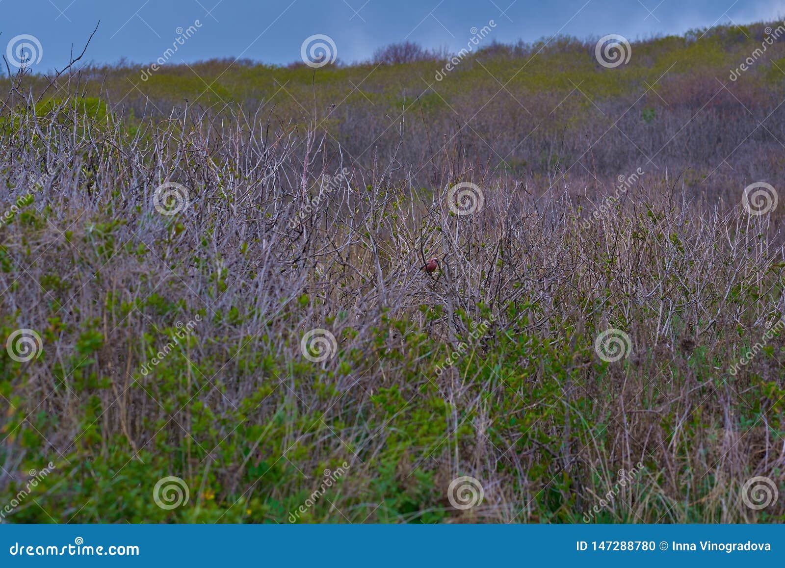 Orange Bird in Spring Thickets Stock Photo - Image of blossom, thicket ...