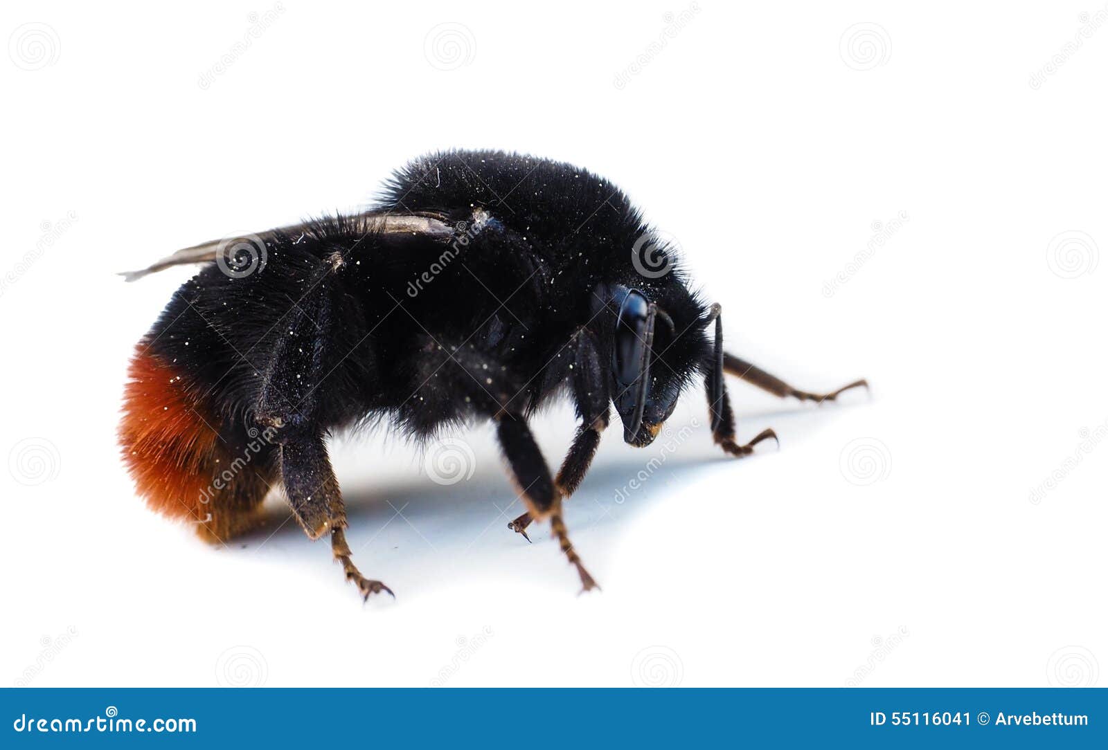 Orange and Black Colored Bumblebee Stock Image - Image of bumble ...