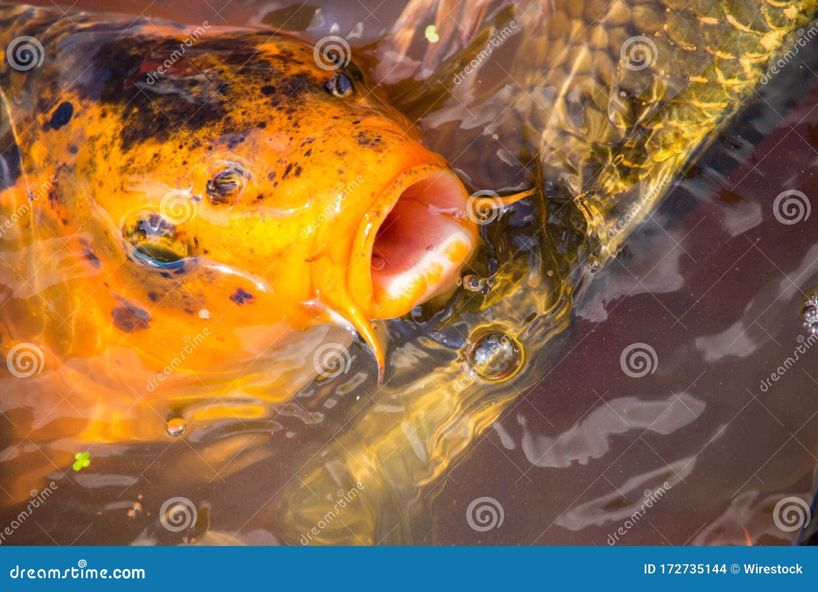 Orange and Black Fish Next To Each Other in the Water Stock Photo ...