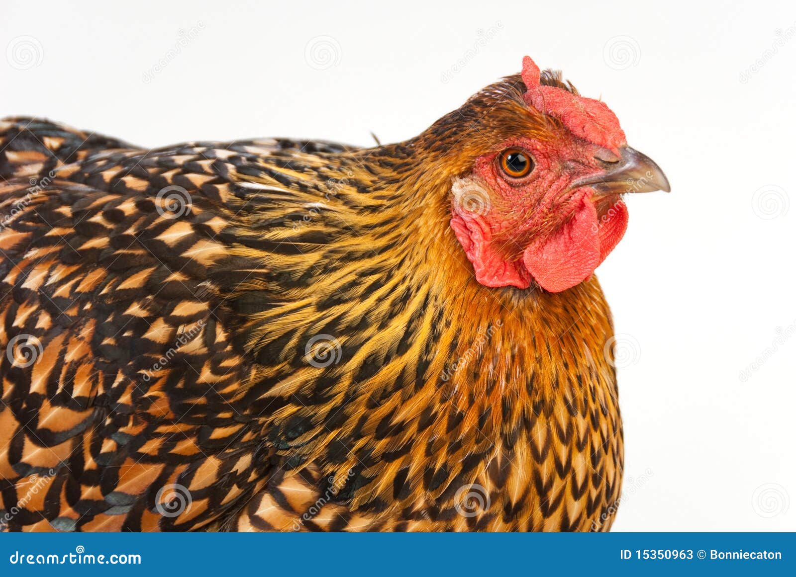 Orange And Black Hen Portrait Stock Photos - Image: 15350963