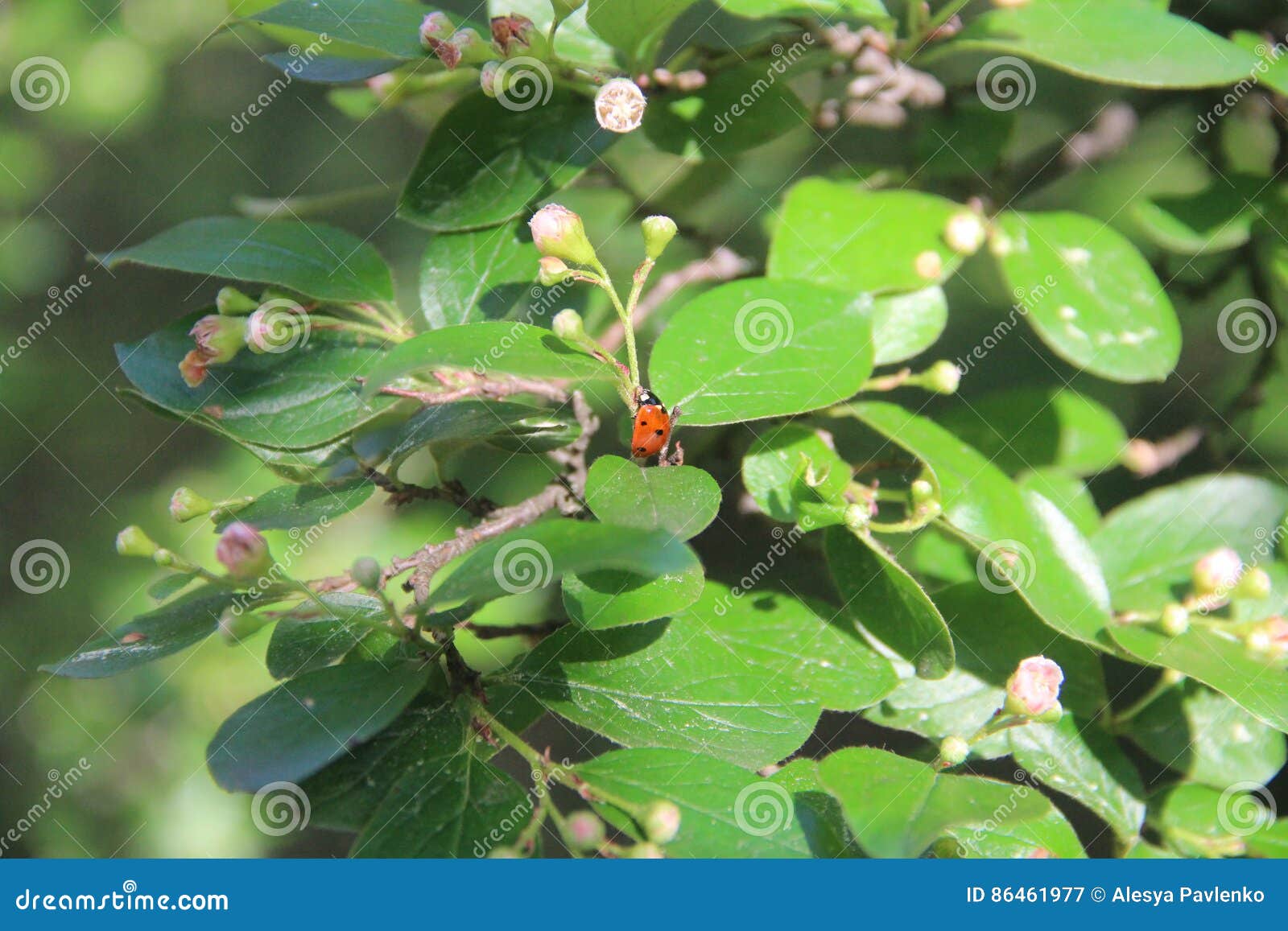Ladybug on the fruit tree stock image. Image of sitting - 86461977