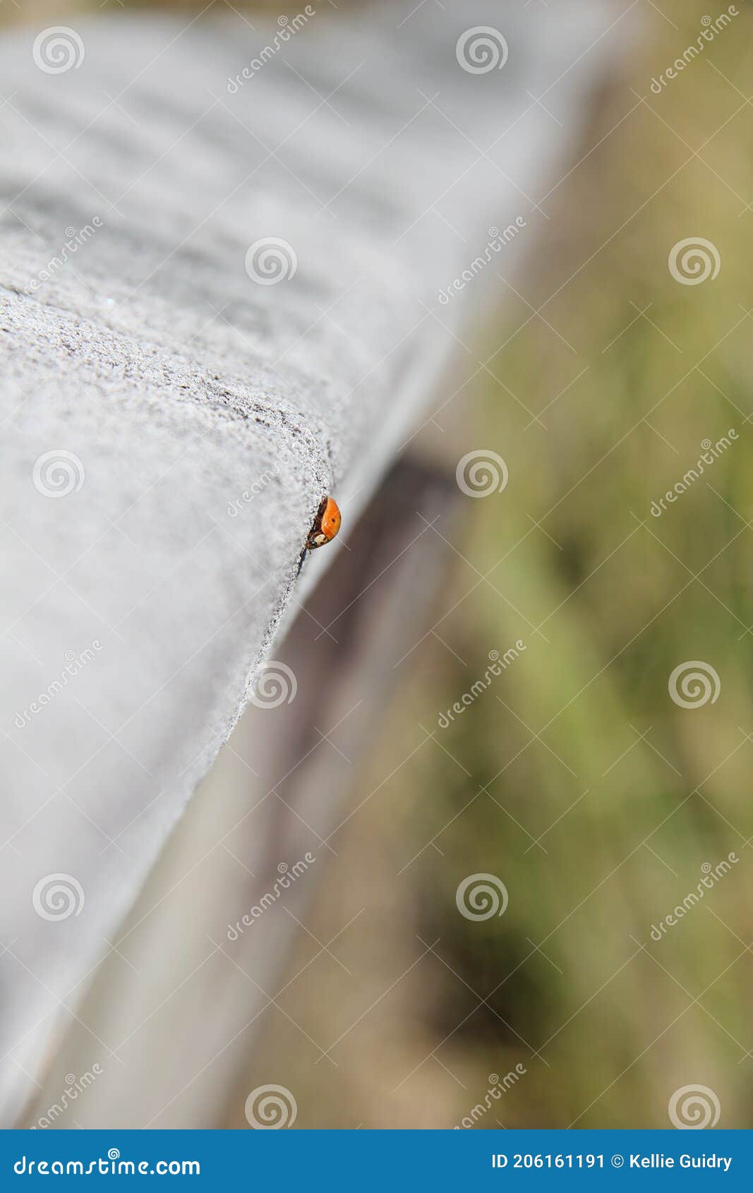 Orange black spot bug stock image. Image of black, orange - 206161191