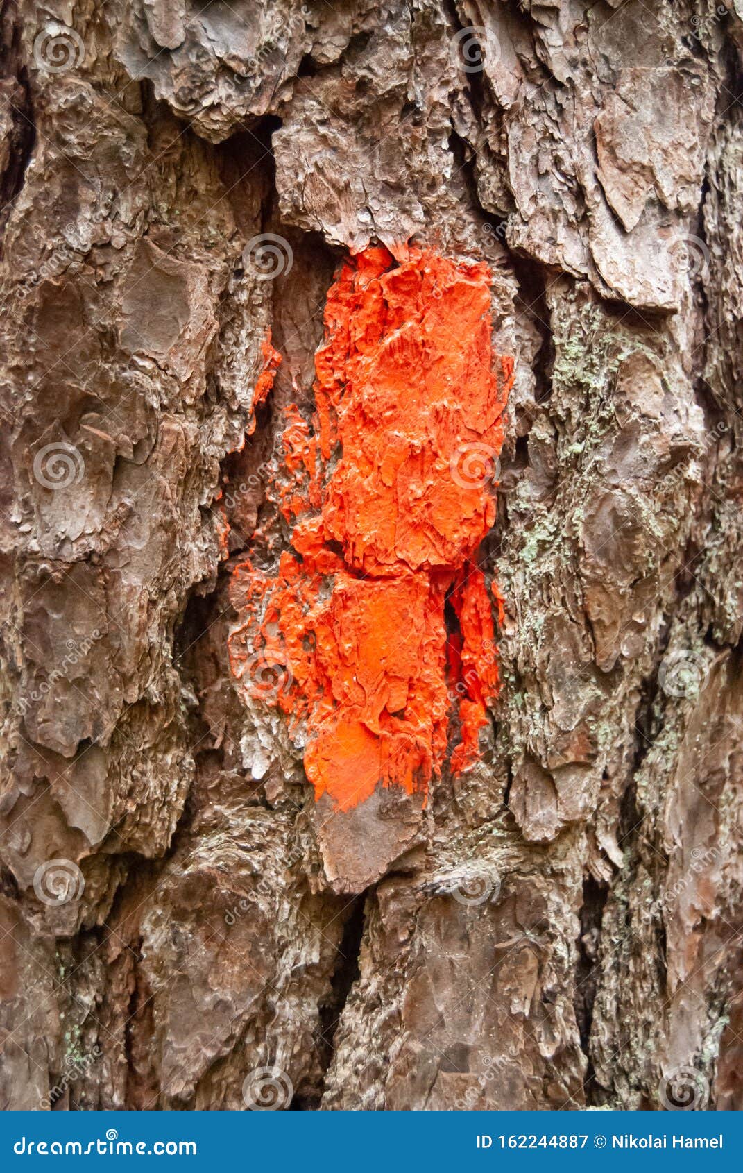 An orange blaze on a tree stock image. Image of hike - 162244887