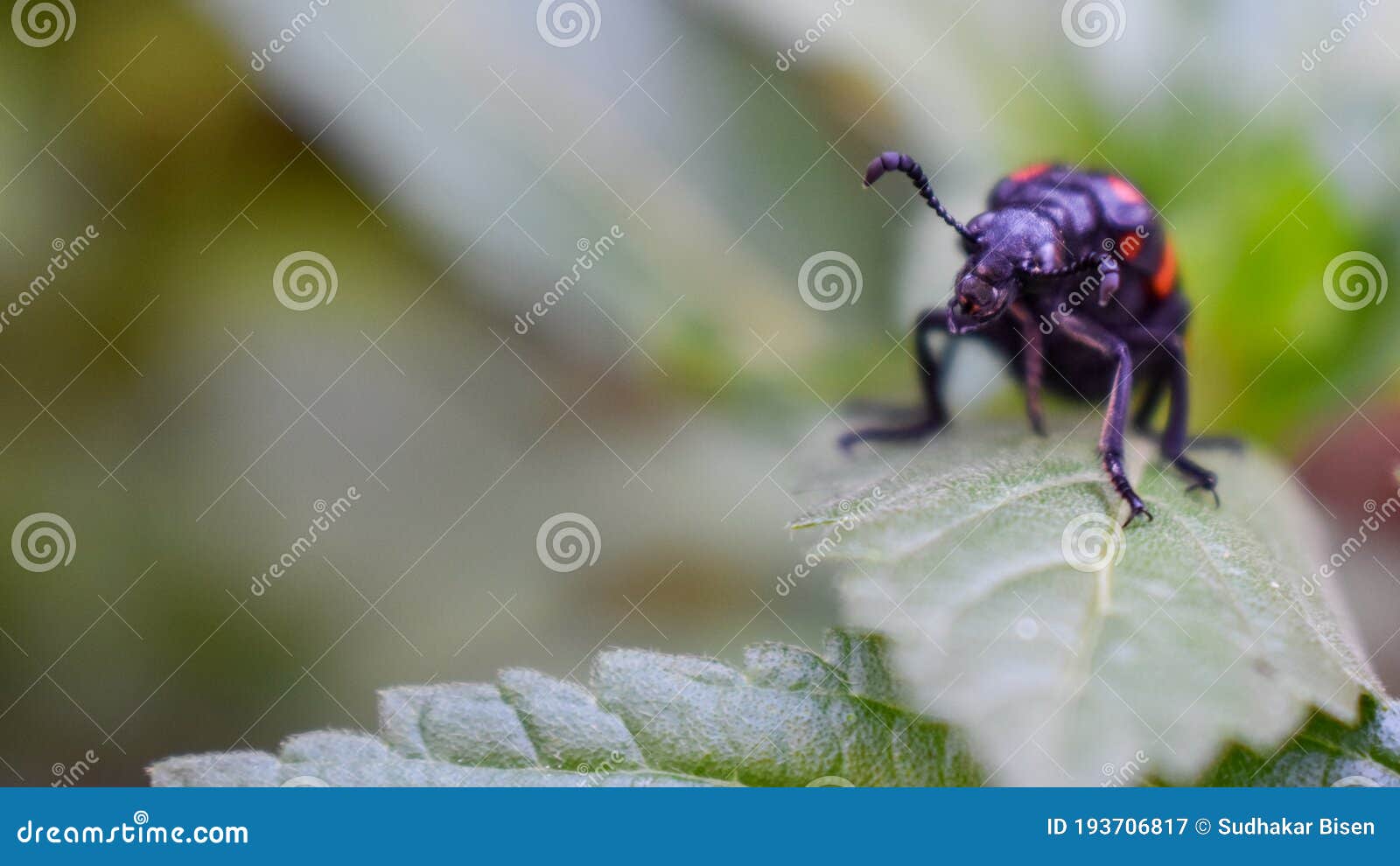 Orange Blister Beetles or Mylabris Phalerata Insect Stock Image - Image ...