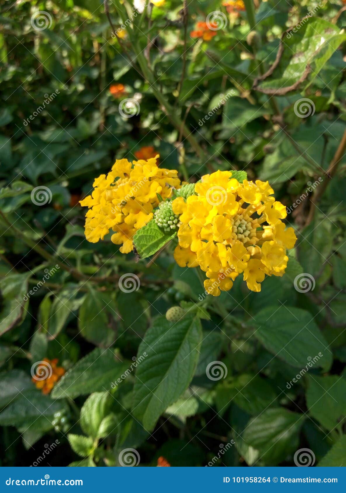 Orange blomma arkivfoto. Bild av bakgrund, blommar, giftigt - 101958264