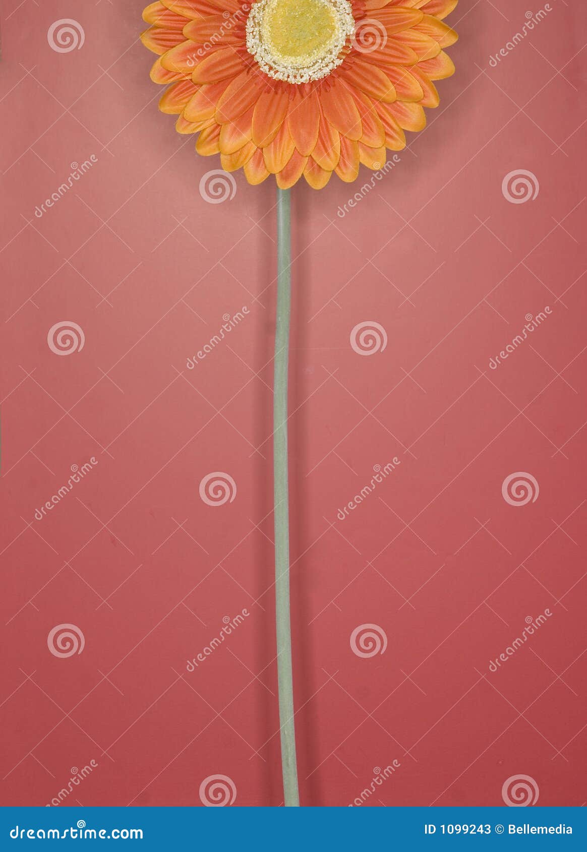 Orange Blomma 2 Bild. Bild: 1099243