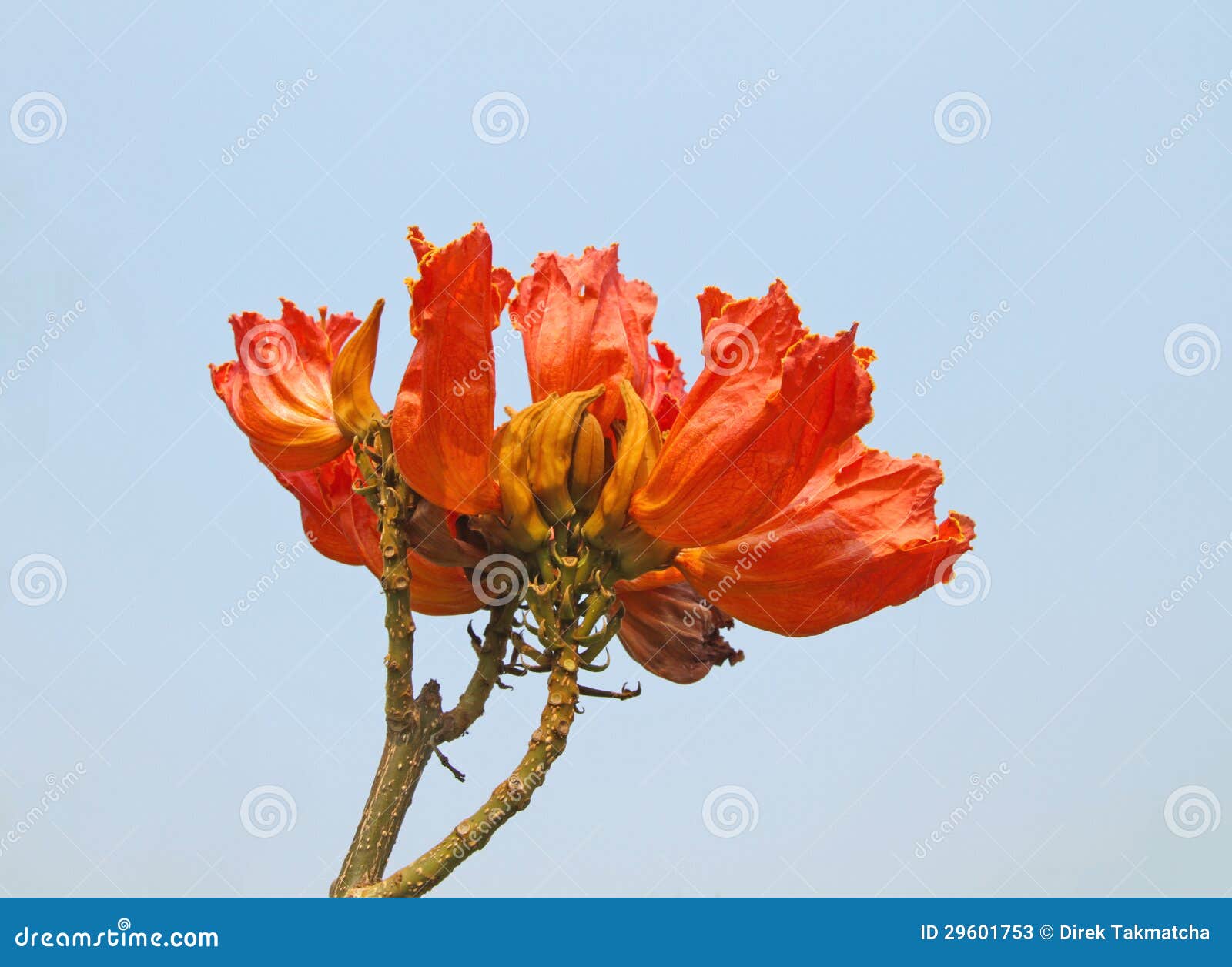 Orange blomma fotografering för bildbyråer. Bild av tillväxt - 29601753
