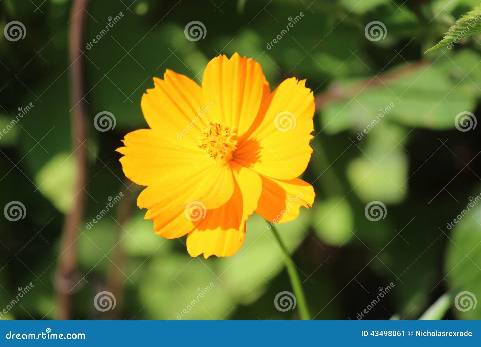 Orange blomma fotografering för bildbyråer. Bild av naturligt - 43498061