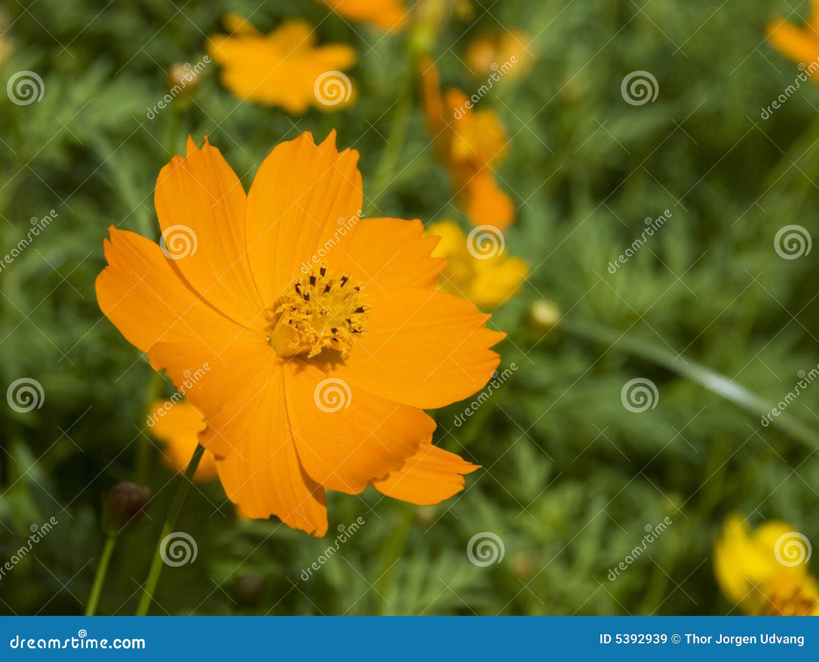 Orange Blomma Bild. Bild: 5392939