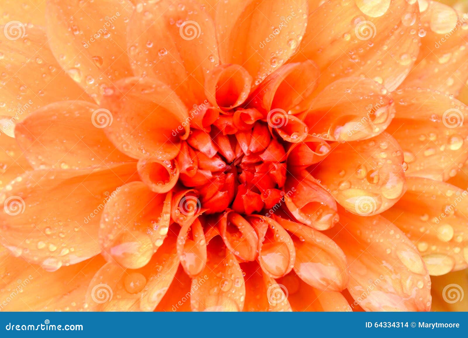 Orange blomma arkivfoto. Bild av orange, fotografi, mitt - 64334314