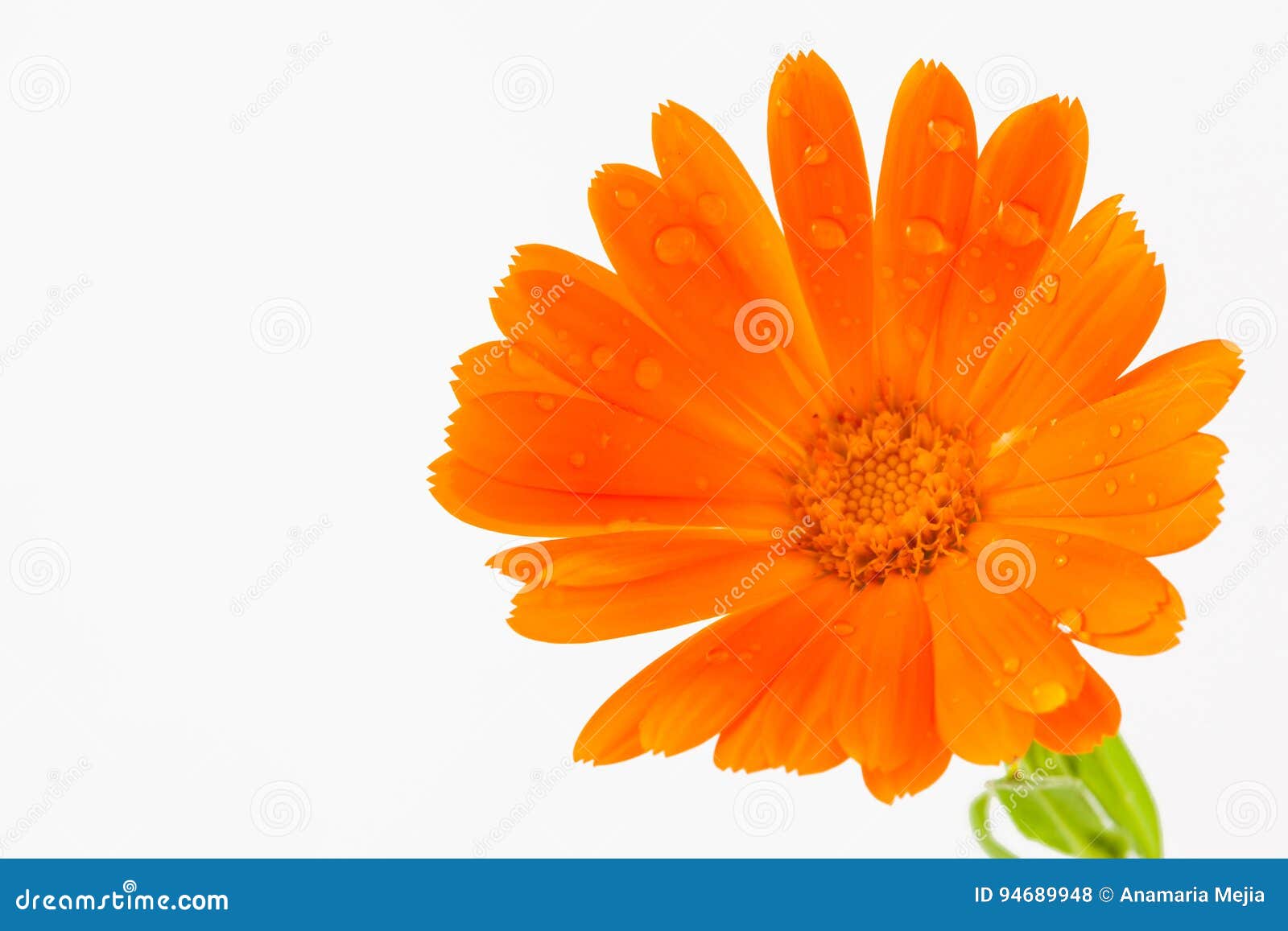 Orange Blomma För Krukaringblomma Foton - Download 256 Royalty Free Photos