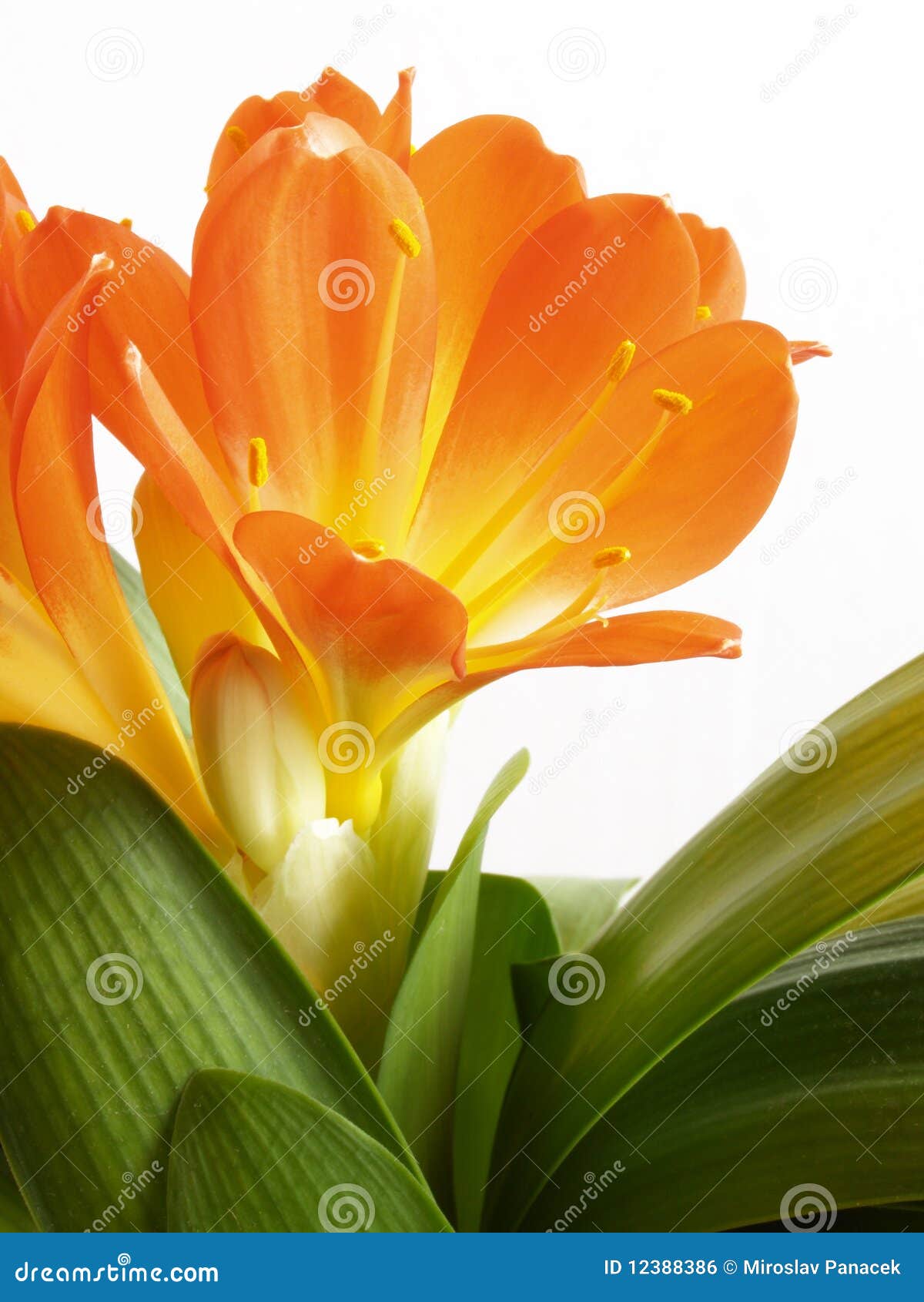 Orange bloom stock photo. Image of blow, bloom, kaffir - 12388386