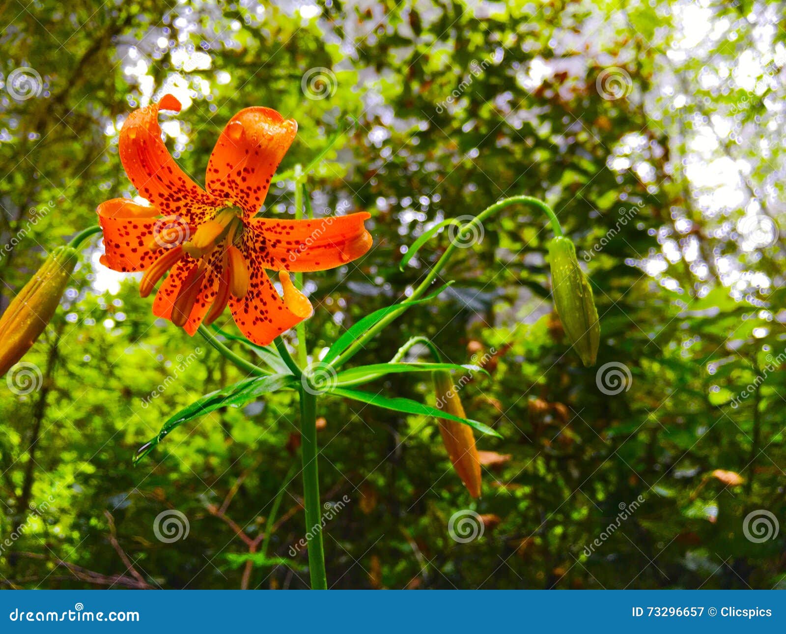 Orange bloom stock image. Image of flower, blossom, orange - 73296657