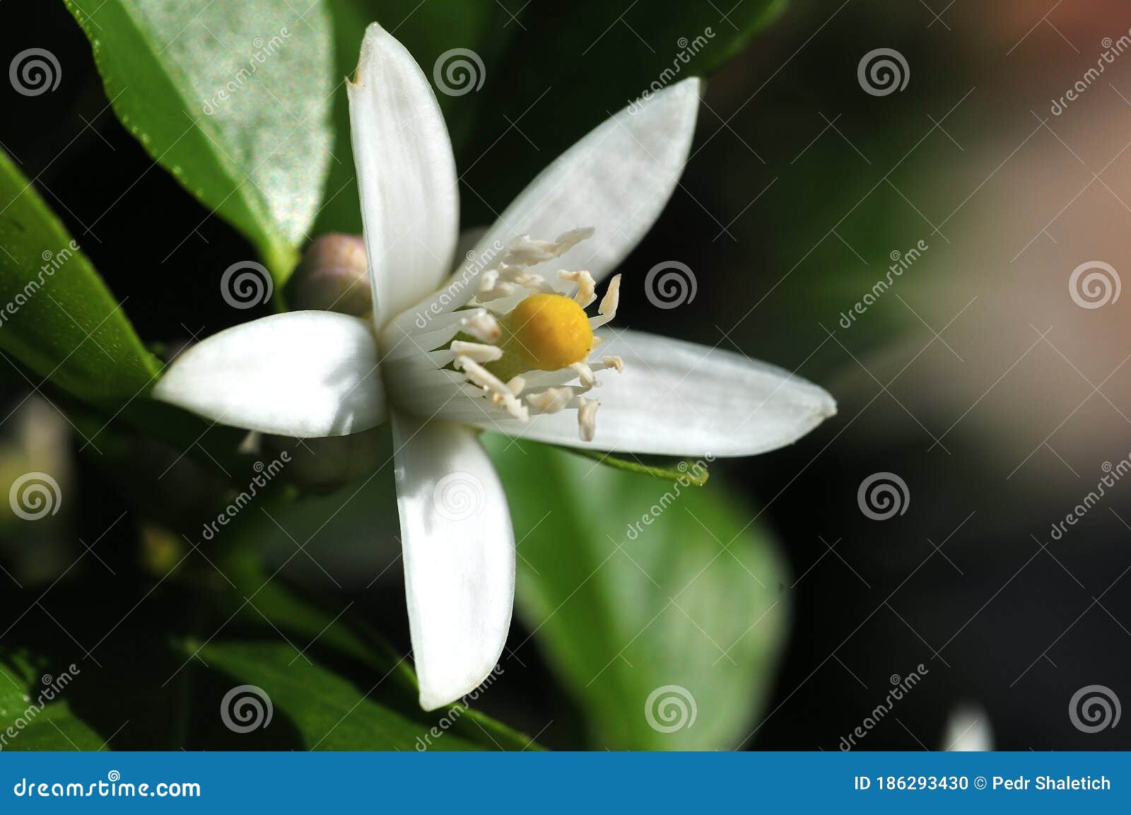 Orange Blossom Announcing the Coming of the Fruit Stock Photo - Image ...