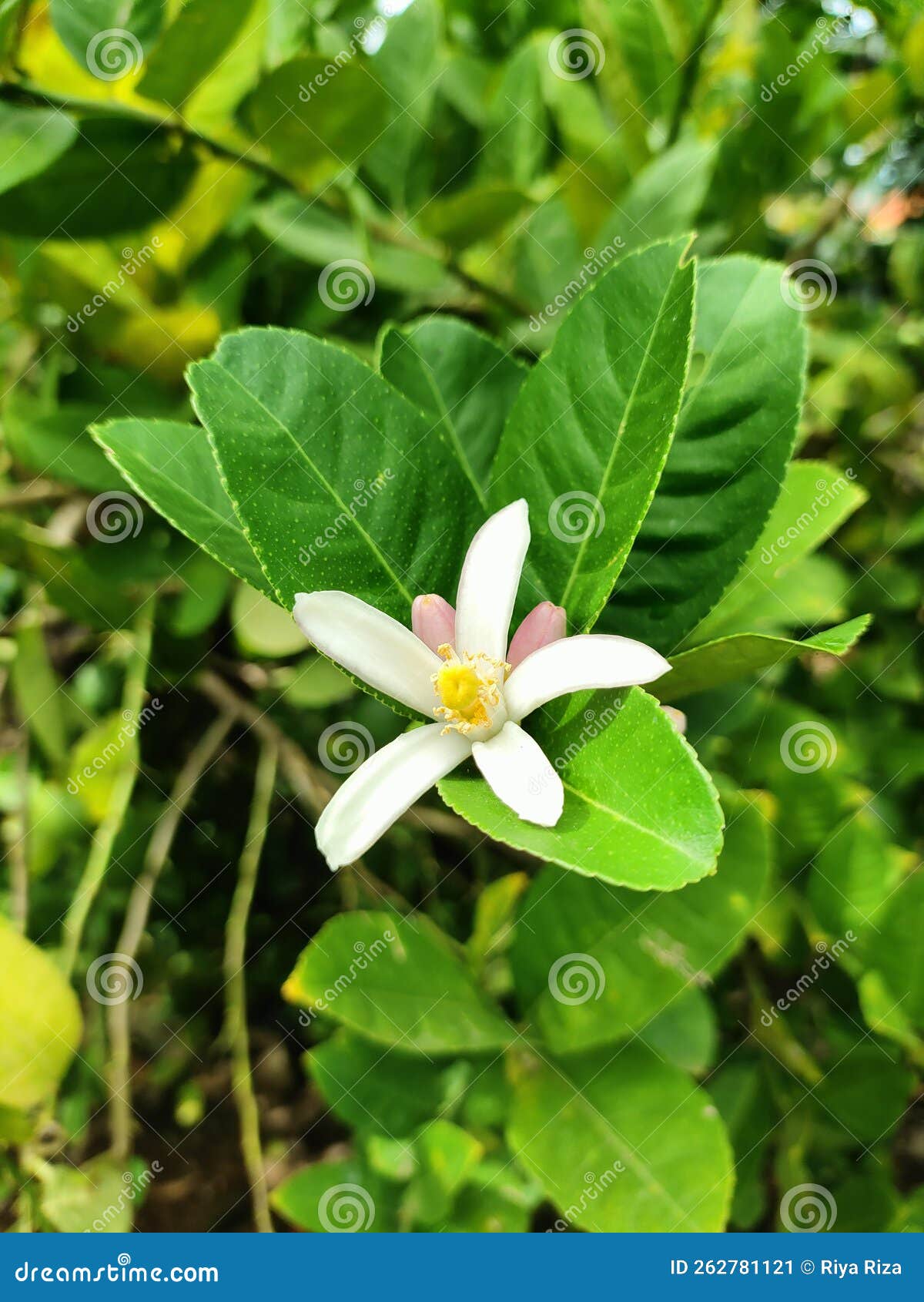 Orange Blossom Flower with Buds and Leaves Lemon Tree Stock Image ...