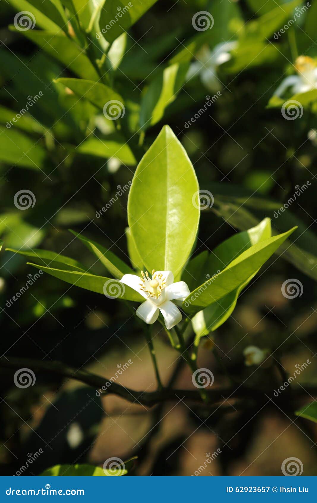 Orange Blossom in Tainan,Taiwan,2015 Stock Image - Image of citrus ...