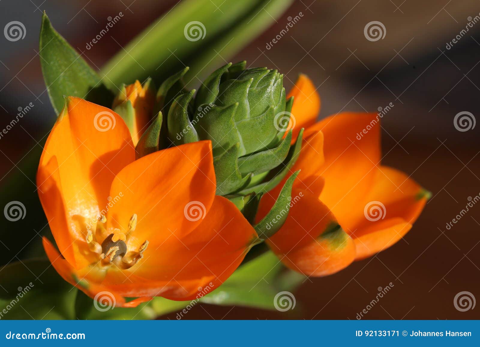 Orange Blossoms of Ornithogalum Dubium, the Star of Bethlehem Stock ...