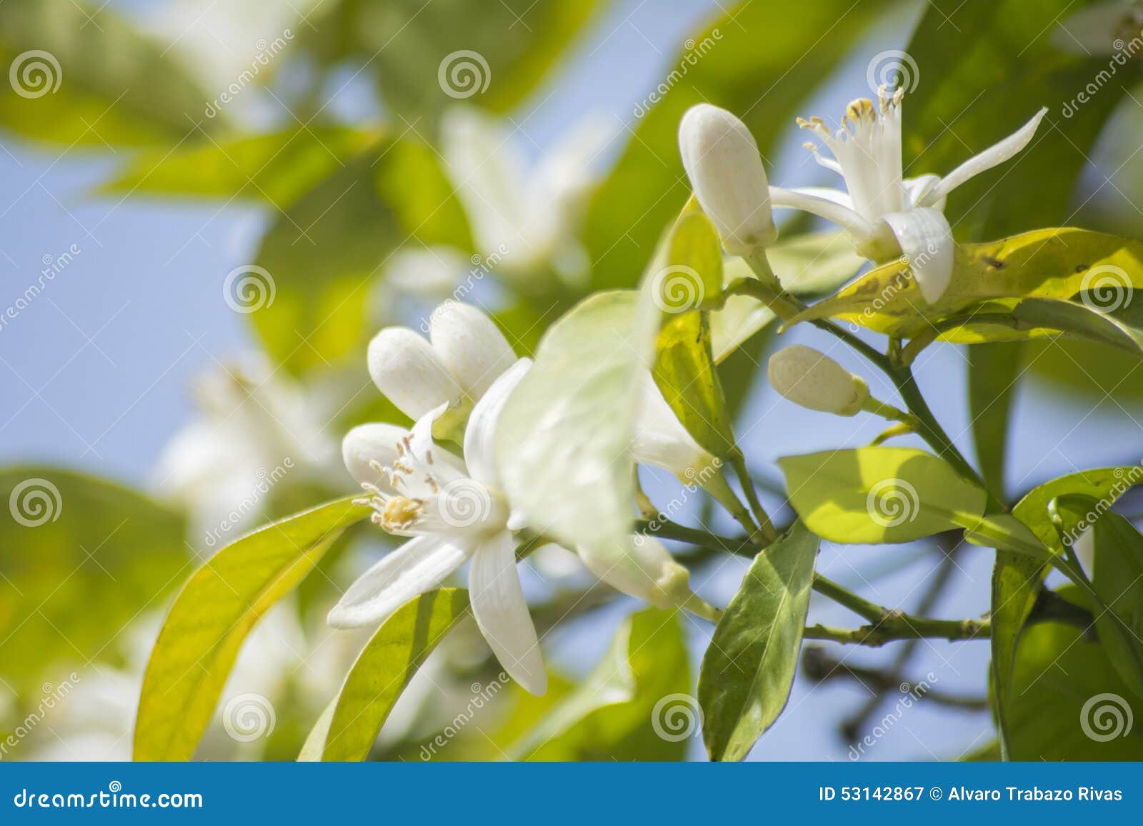 208 Azahar Bloom Stock Photos - Free & Royalty-Free Stock Photos from ...