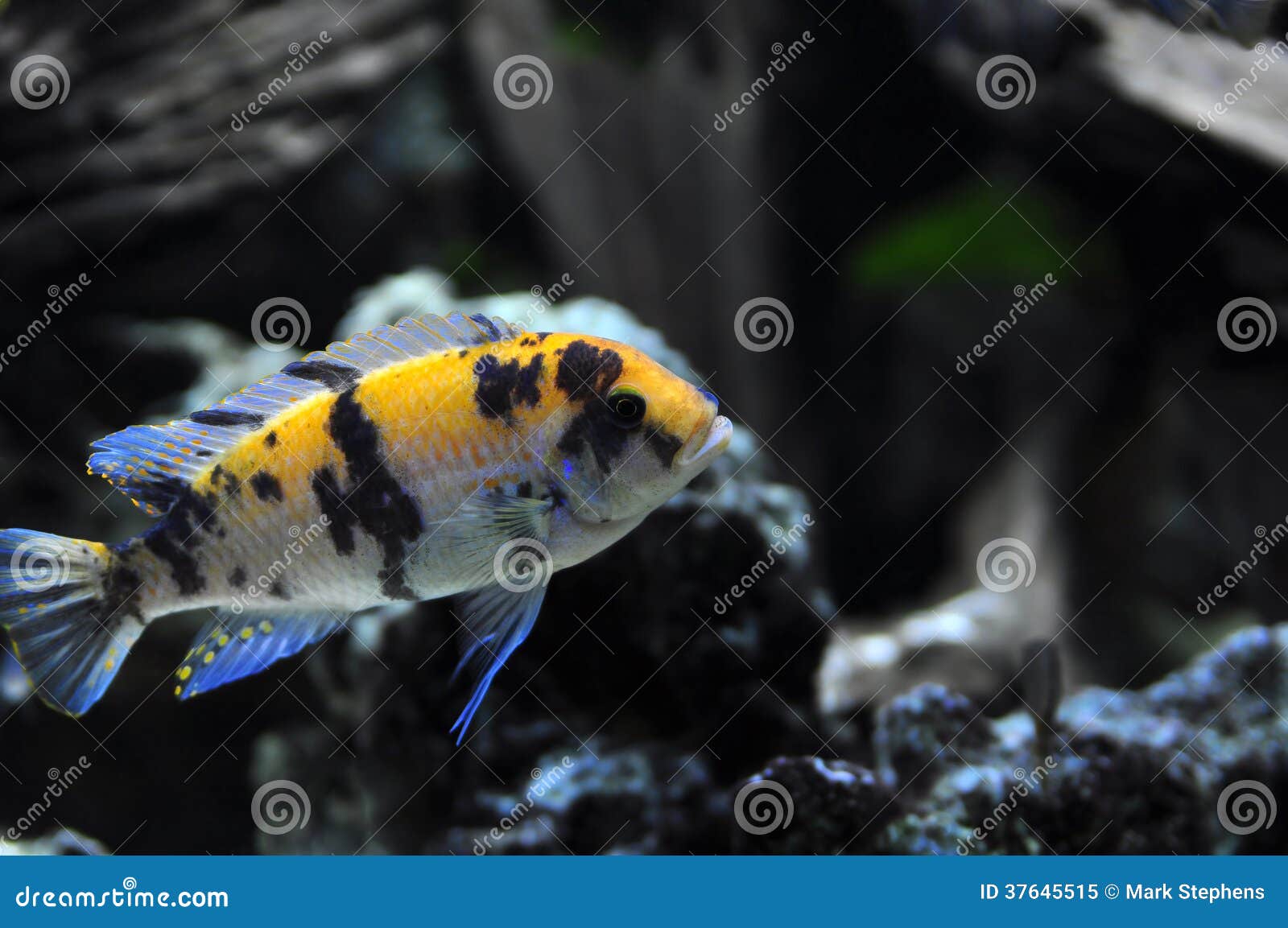 Orange Zebra Danio Fish Died Due To Poor Water Quality I.e. Ammonia ...