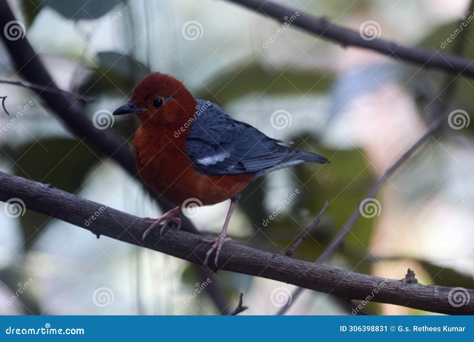 Small Bird Coffin With A Statue Of Horus As A Falcon From Ancient Egypt ...