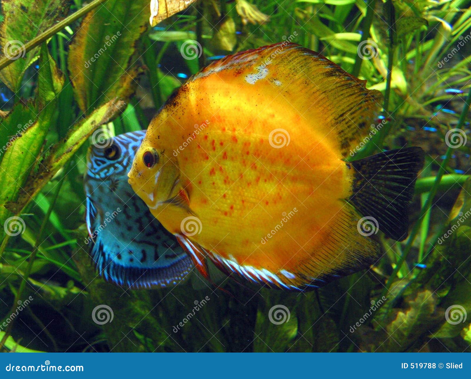 Orange & blue fish stock photo. Image of swim, peaceful - 519788