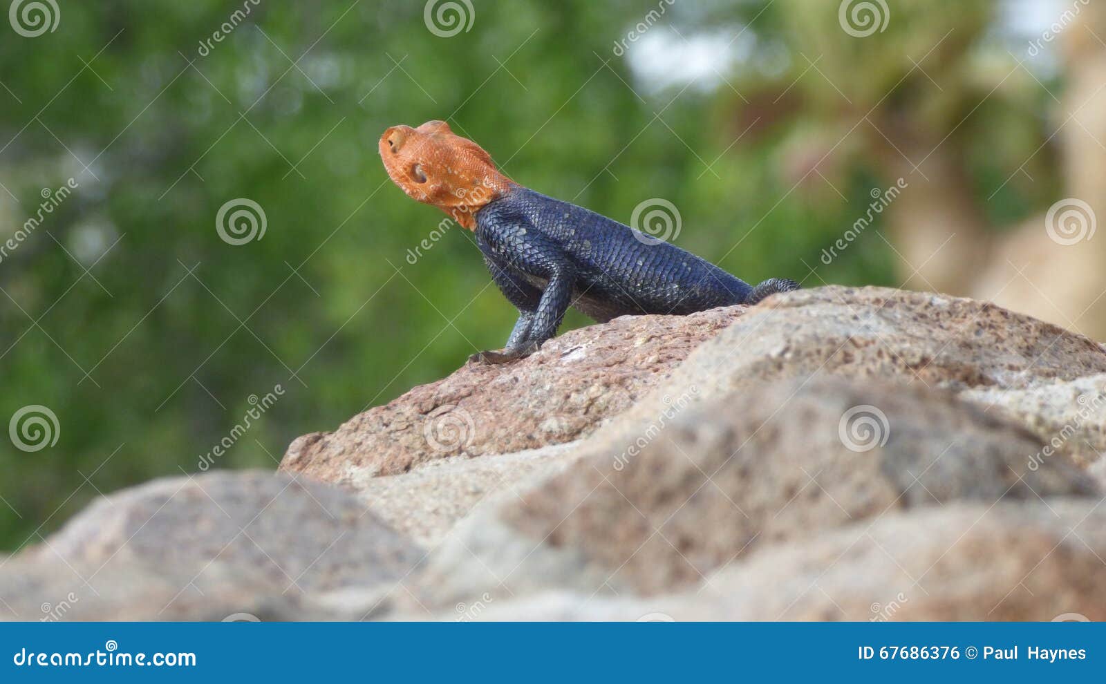 Orange and Blue Lizard on a Rock Stock Photo - Image of blue, namibia ...