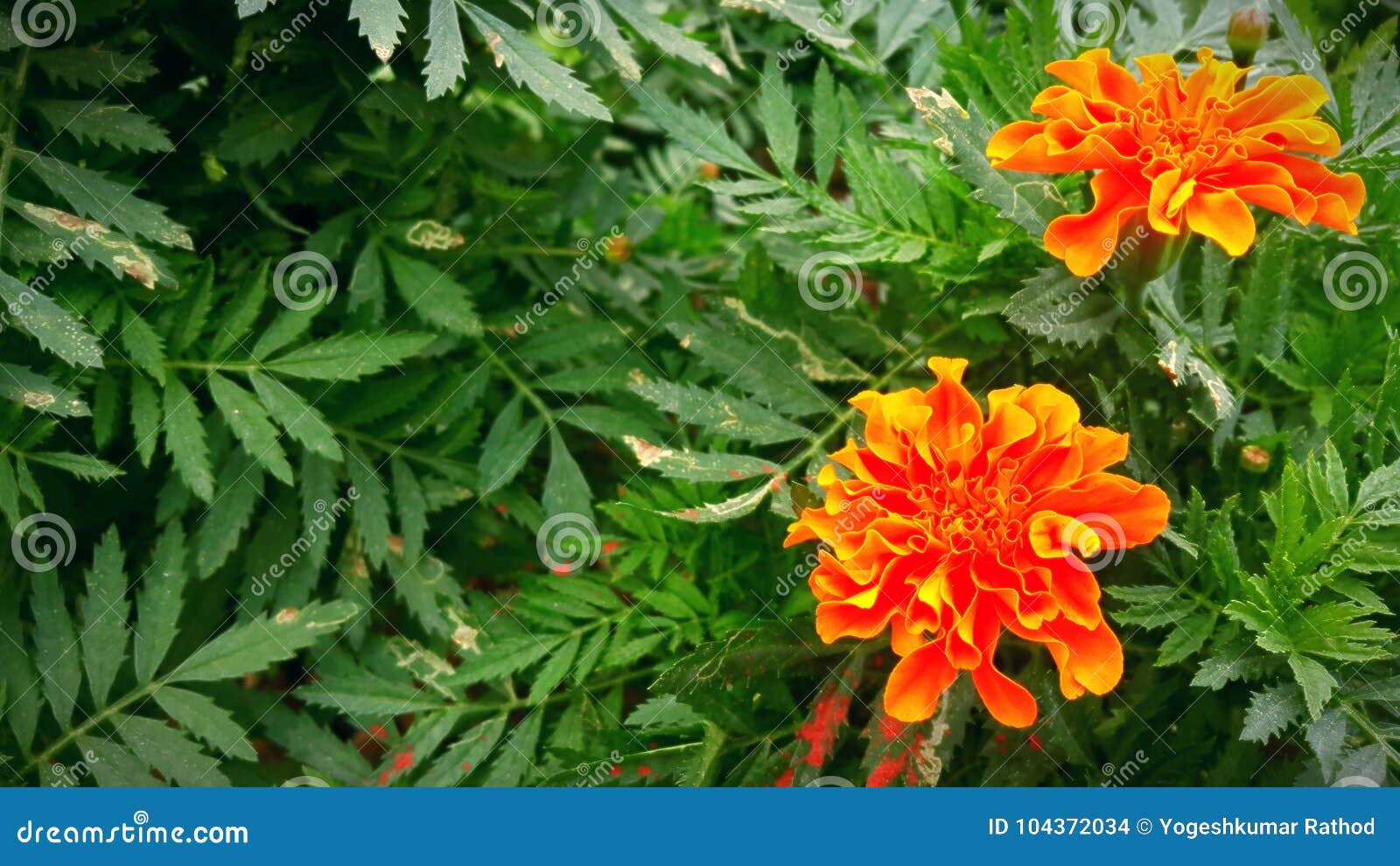 Orange Blumen stockfoto. Bild von orange, schön, baum - 104372034