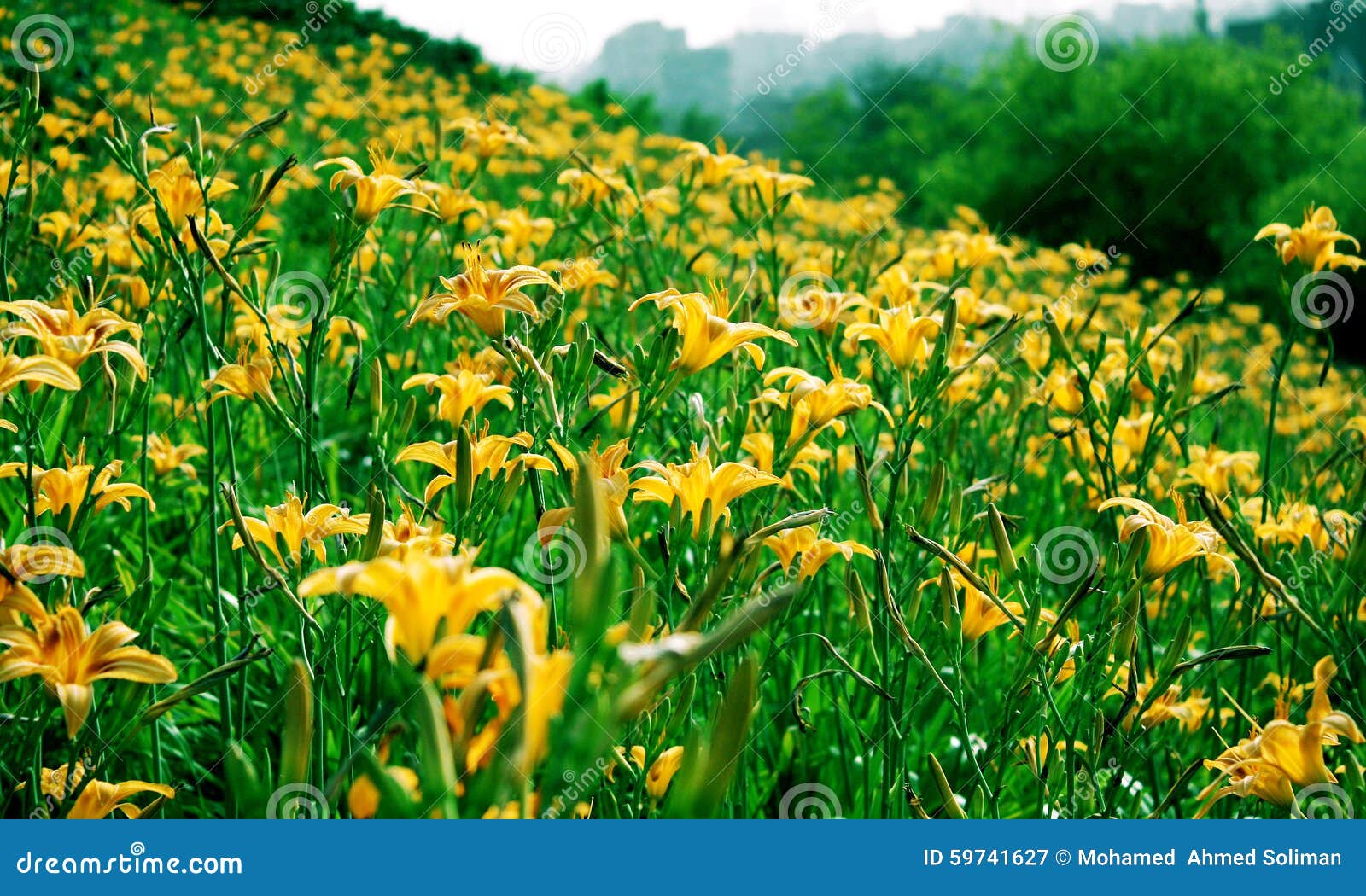 Orange Blumen stockbild. Bild von sonnenschein, lilly - 59741627