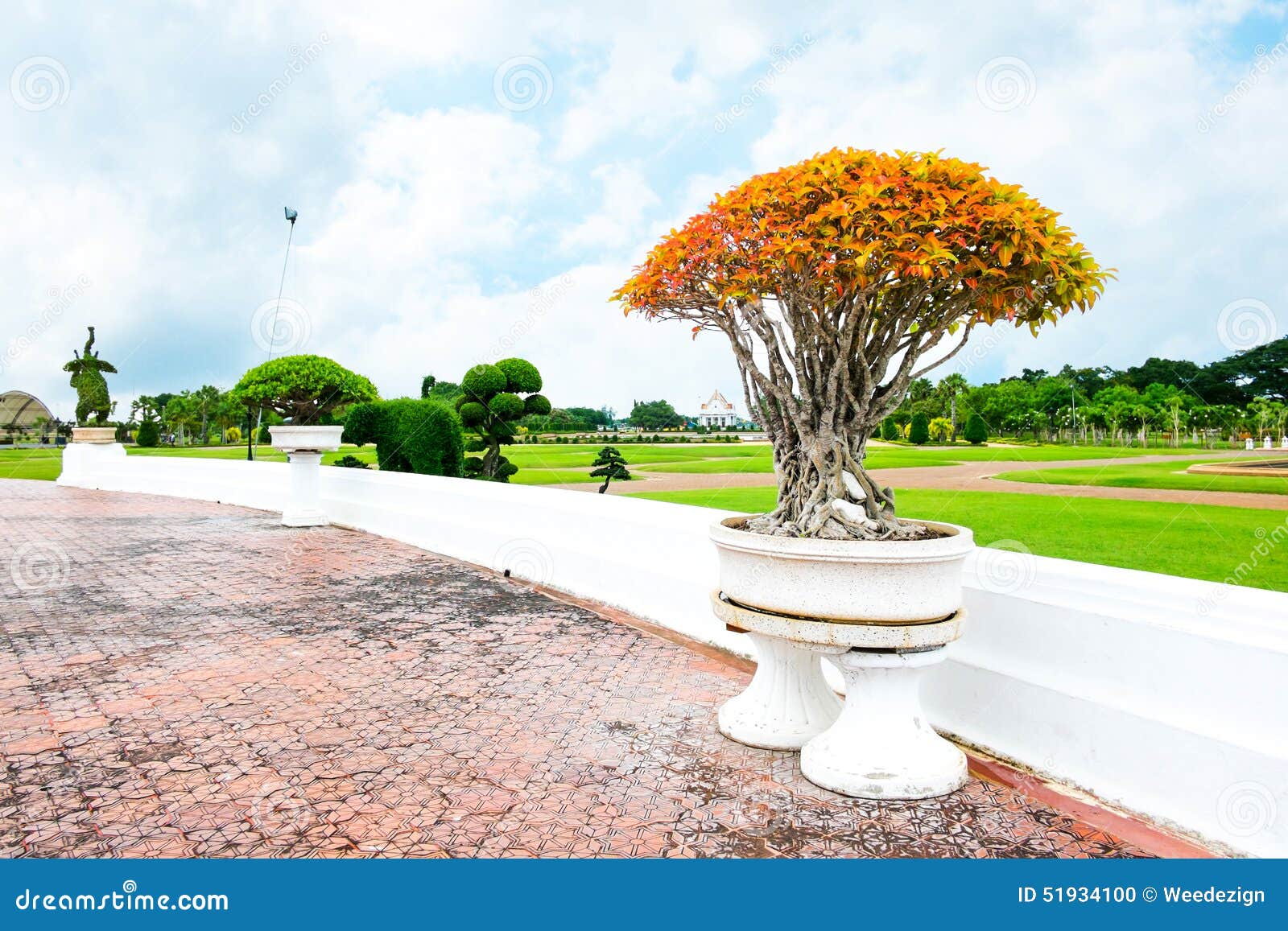 Orange bonsai in park stock photo. Image of hobby, japan - 51934100