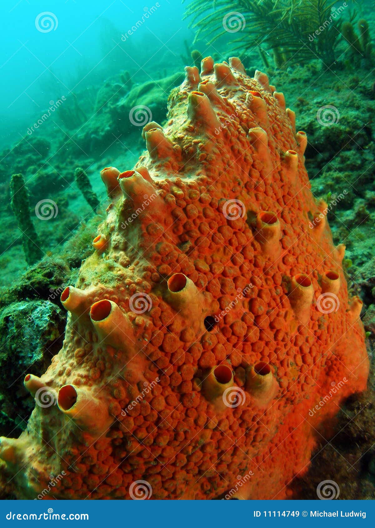 Orange Boring Sponge stock image. Image of camera, aquatic - 11114749