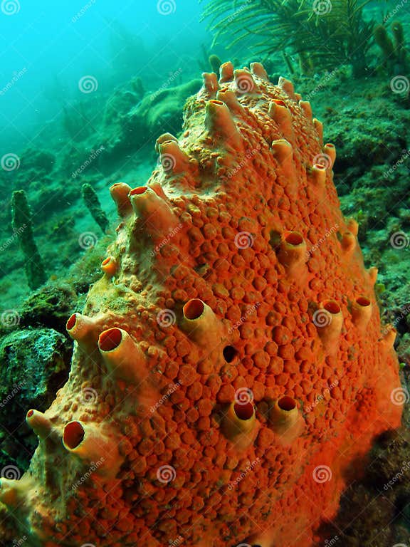Orange Boring Sponge stock image. Image of camera, aquatic - 11114749