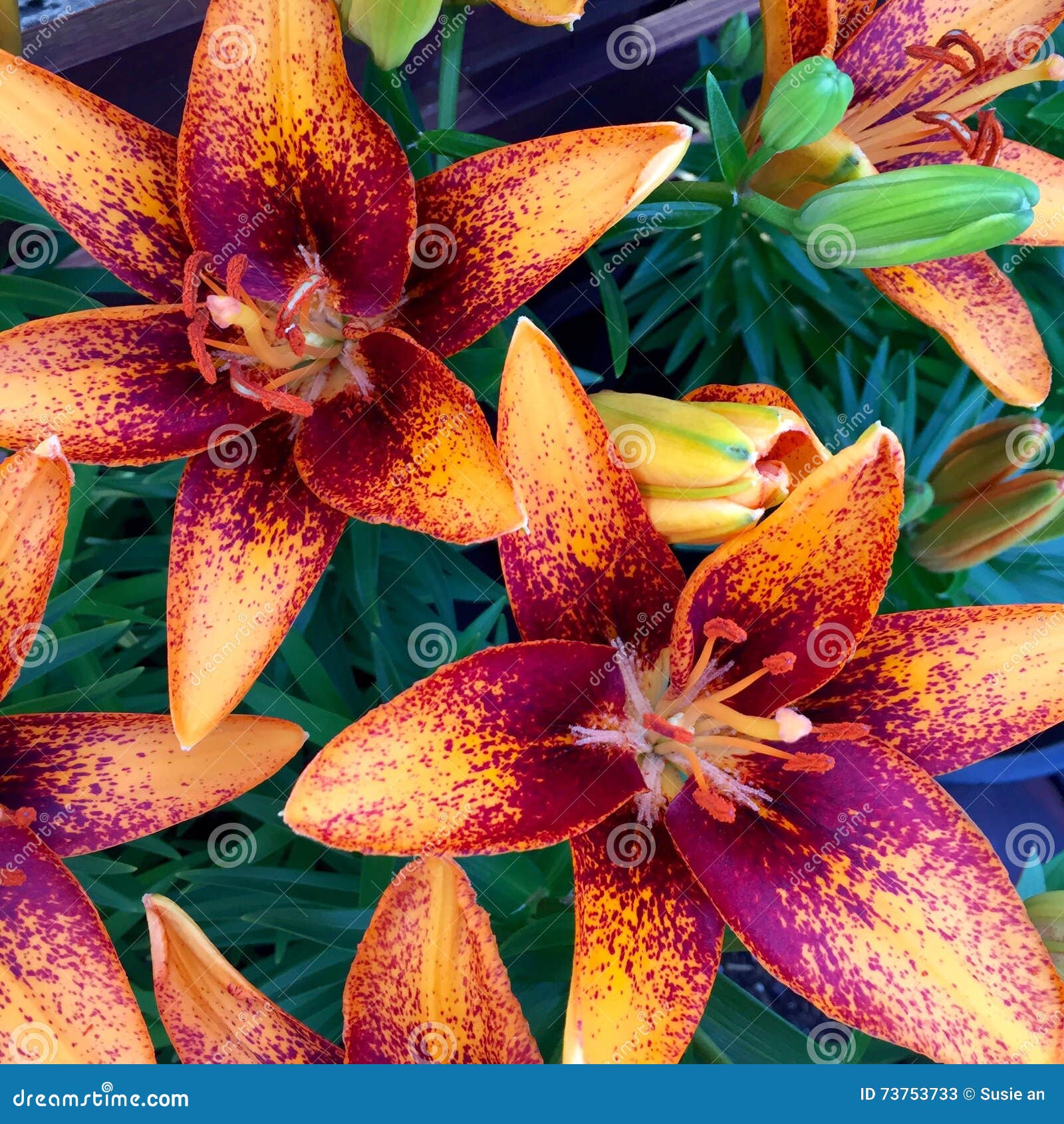 Orange Botanique De Lis De Fleur Image stock - Image du fleurs, orange ...