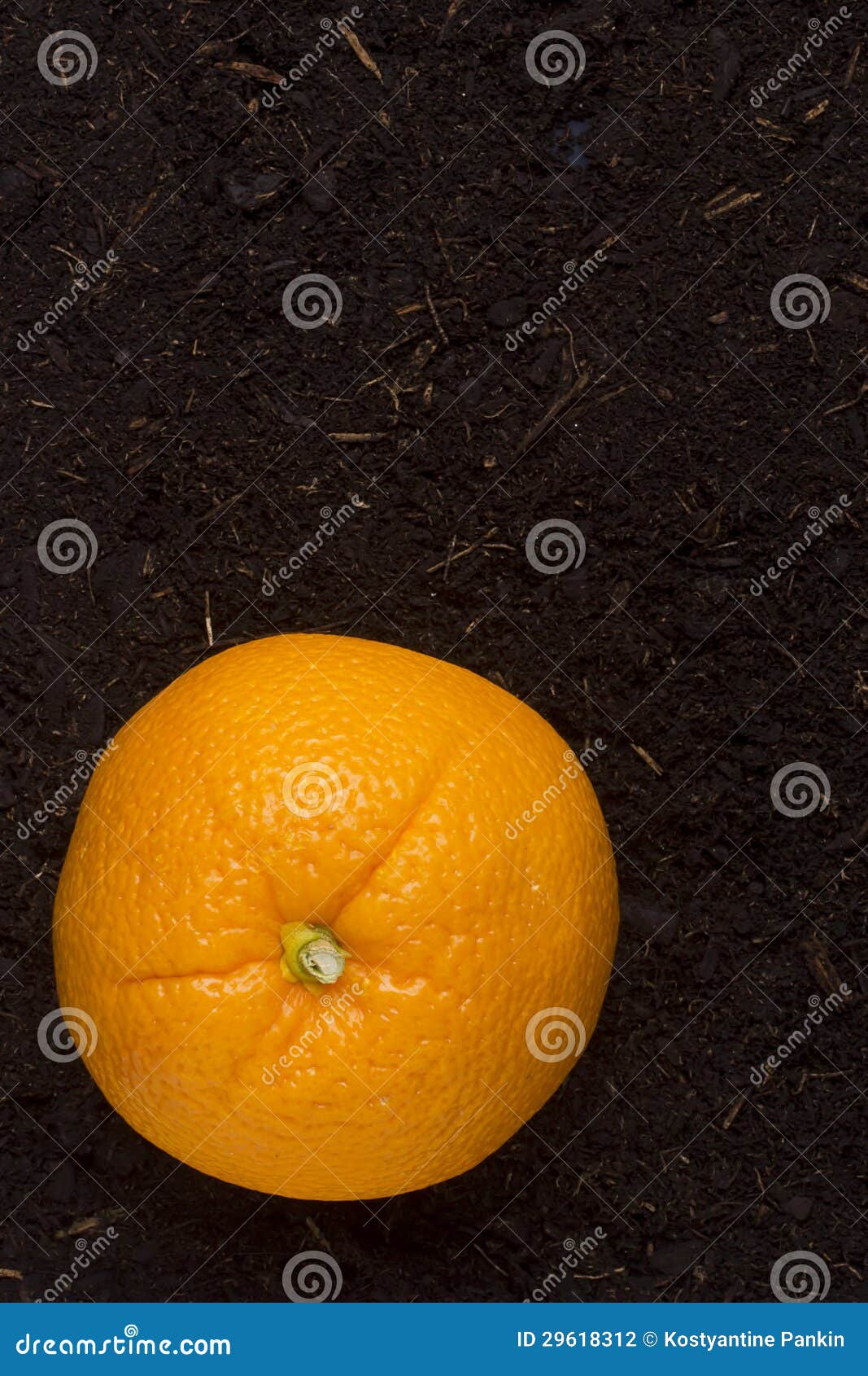 Orange on the bottom stock photo. Image of agriculture - 29618312