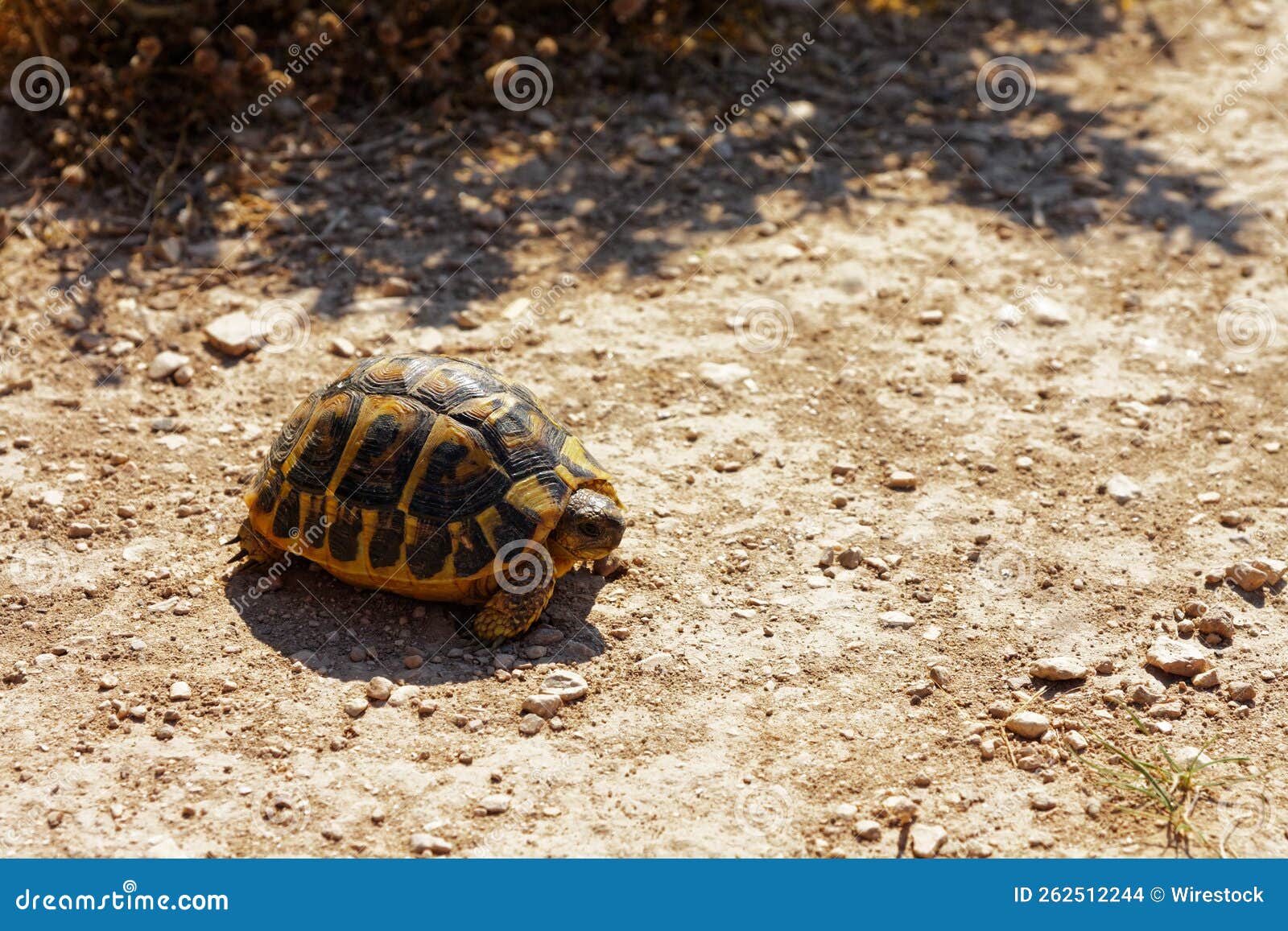 Orange Box Turtle Retreating into Its Shell on Dry Ground with Shadows ...