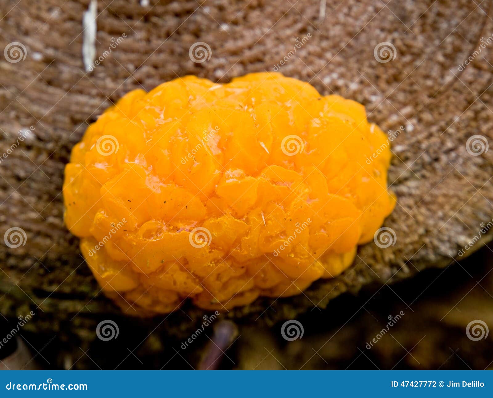 Orange Brain Fungus stock photo. Image of mold, tree - 47427772