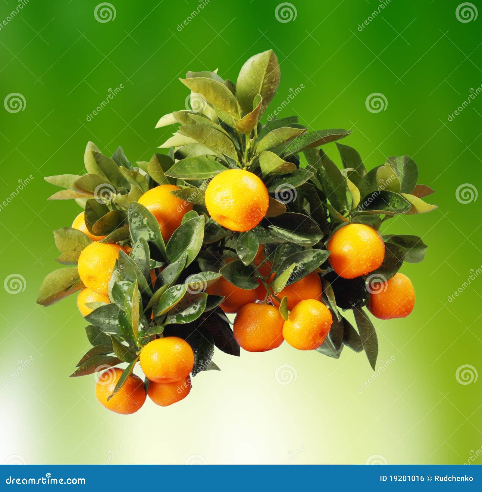 Orange Branch With Leaf Stock Photography | CartoonDealer.com #19046606