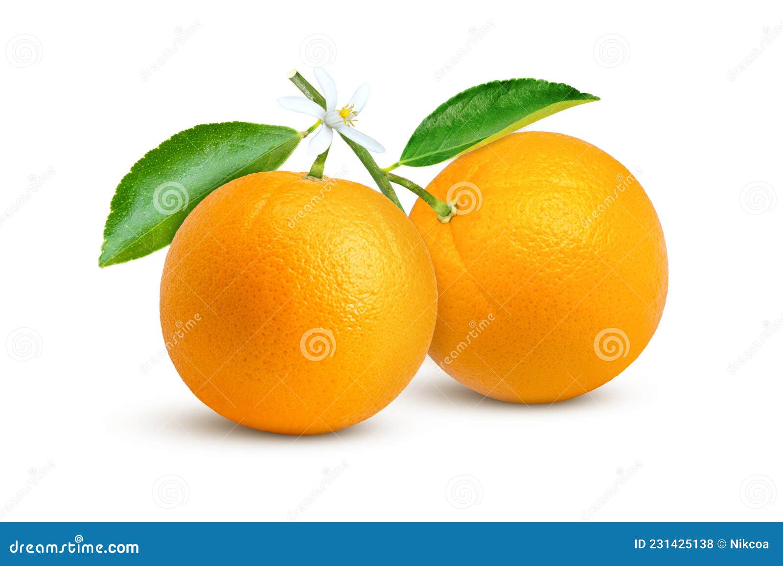 Orange Branch stock photo. Image of health, flower, white - 231425138