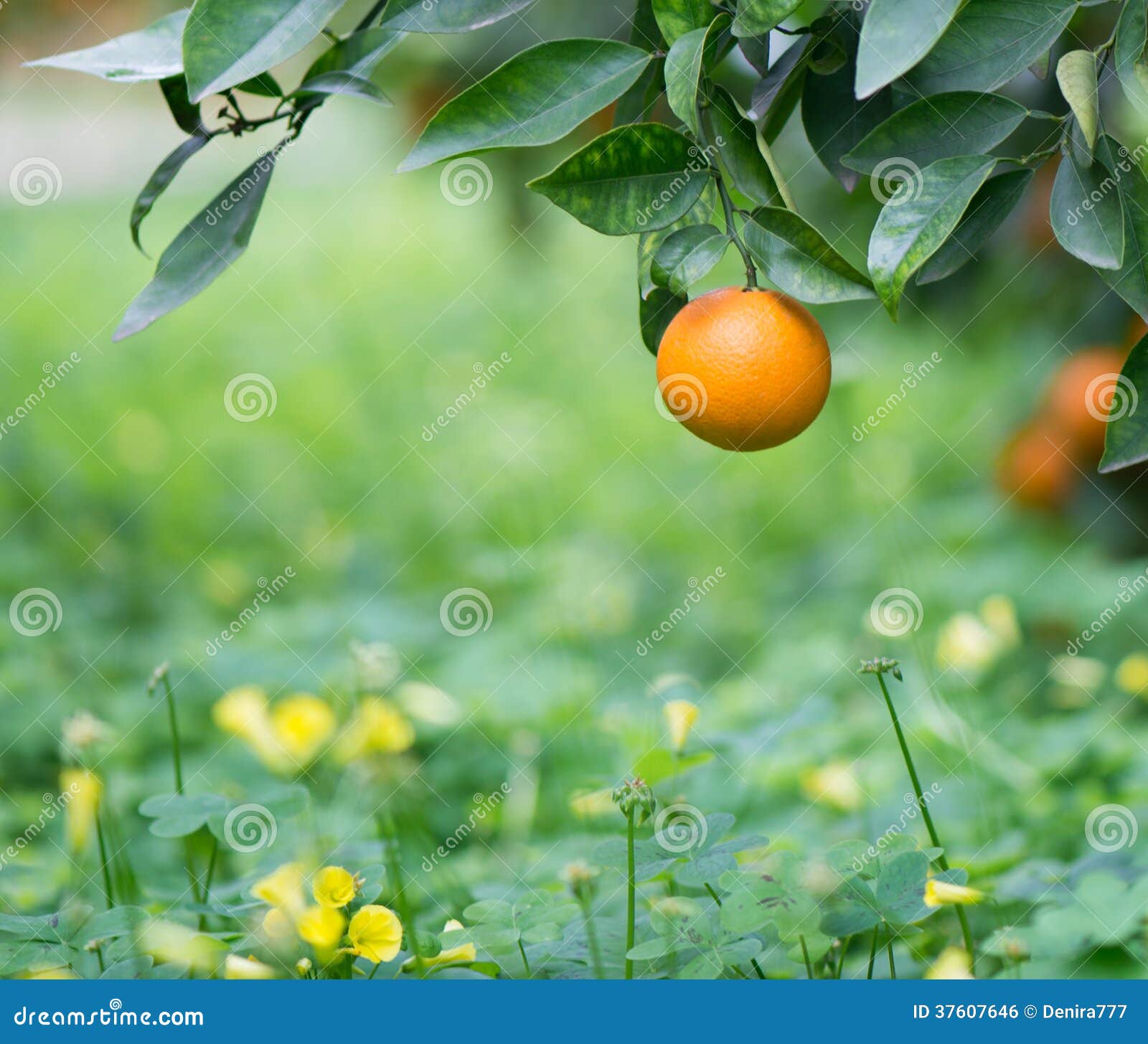 Orange on a branch stock photo. Image of nature, leaf - 37607646
